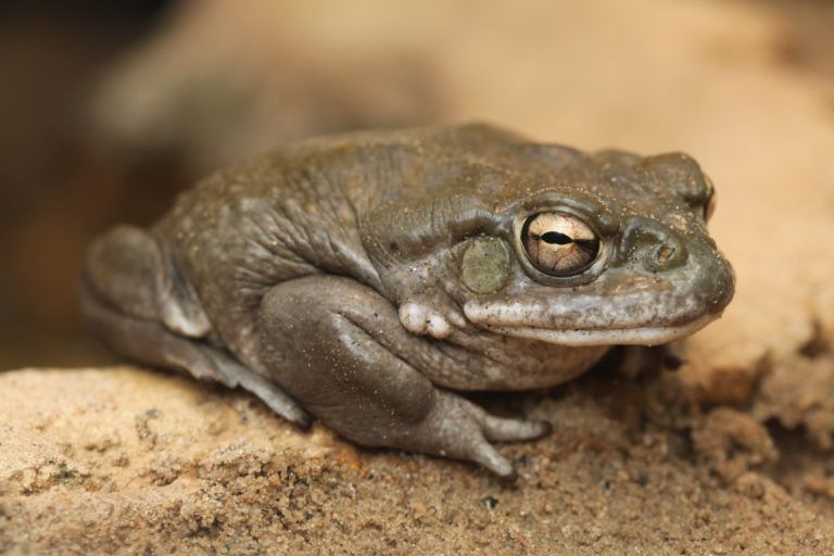7 Mind-Blowing Scientific Facts About Psychedelic Toads - Psychedelic ...