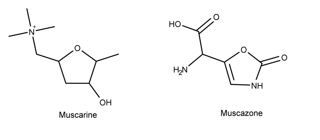 Amanita muscaria - A Fresh Look at An Iconic Mushroom - Psychedelic ...