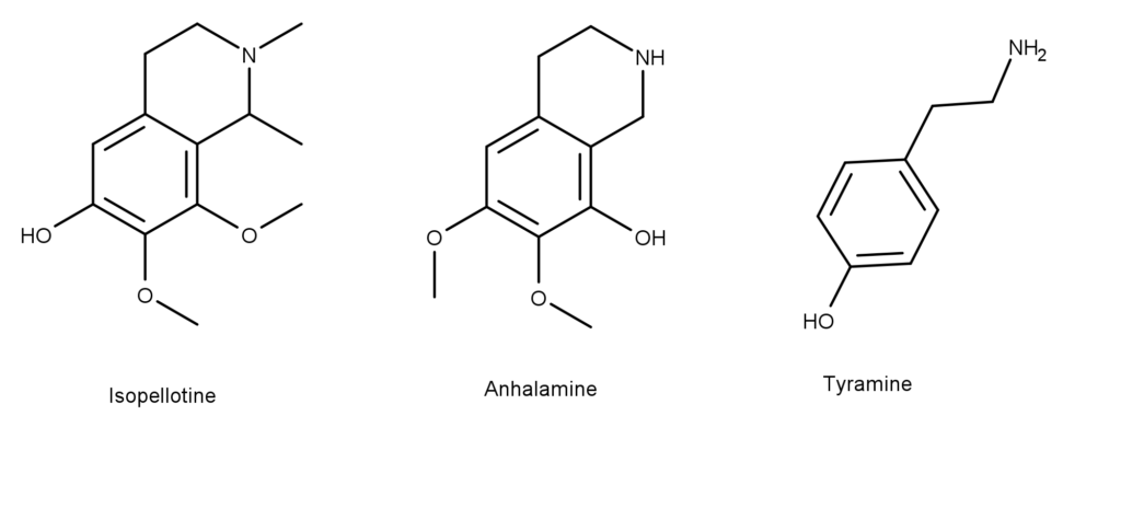 The Compounds in Psychedelic Cacti - Psychedelic Science Review