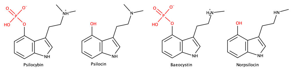 Study of Norpsilocin Derivatives Reveals the Potential Importance of ...